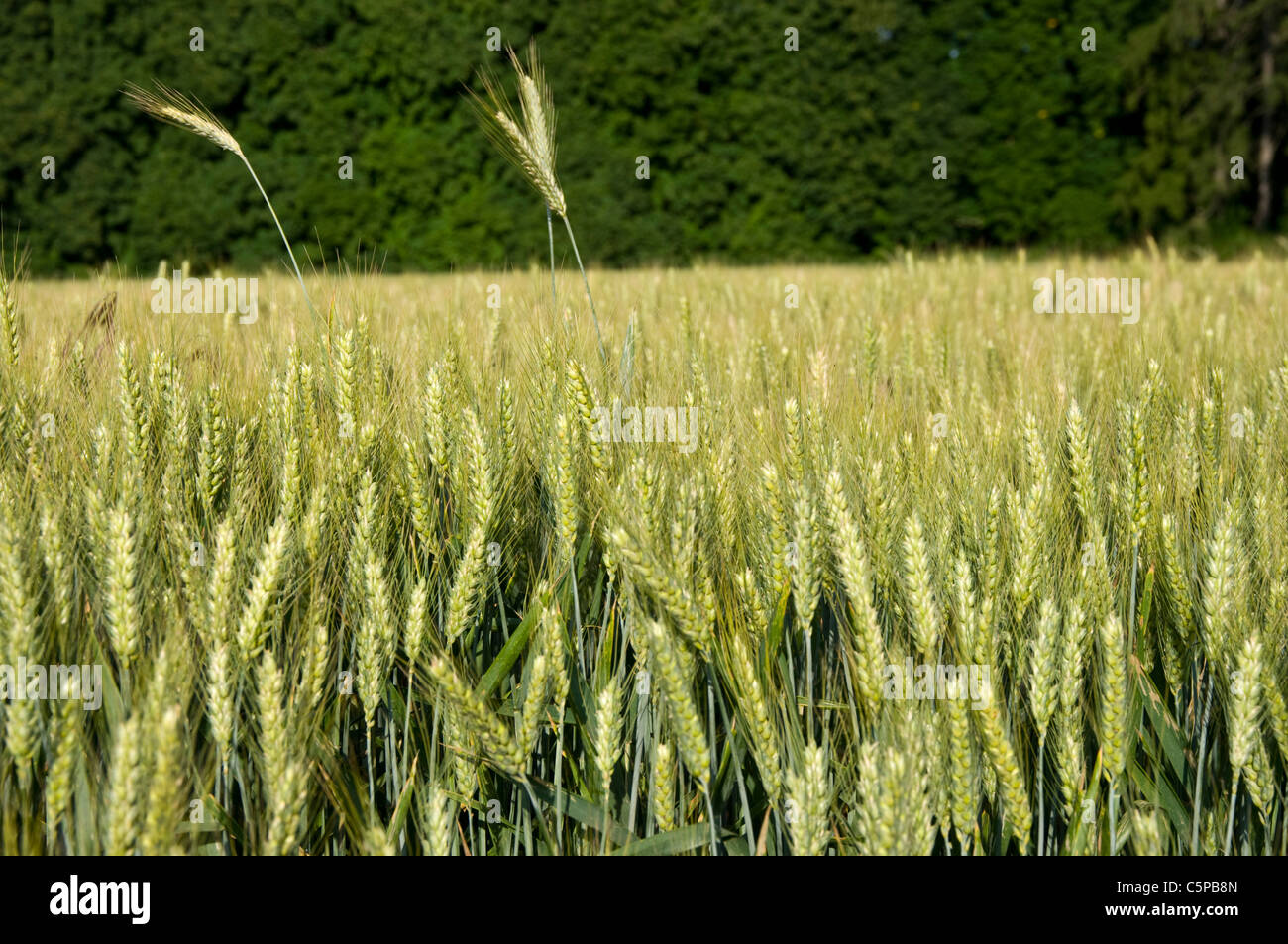 Wheat plantations hi-res stock photography and images - Alamy