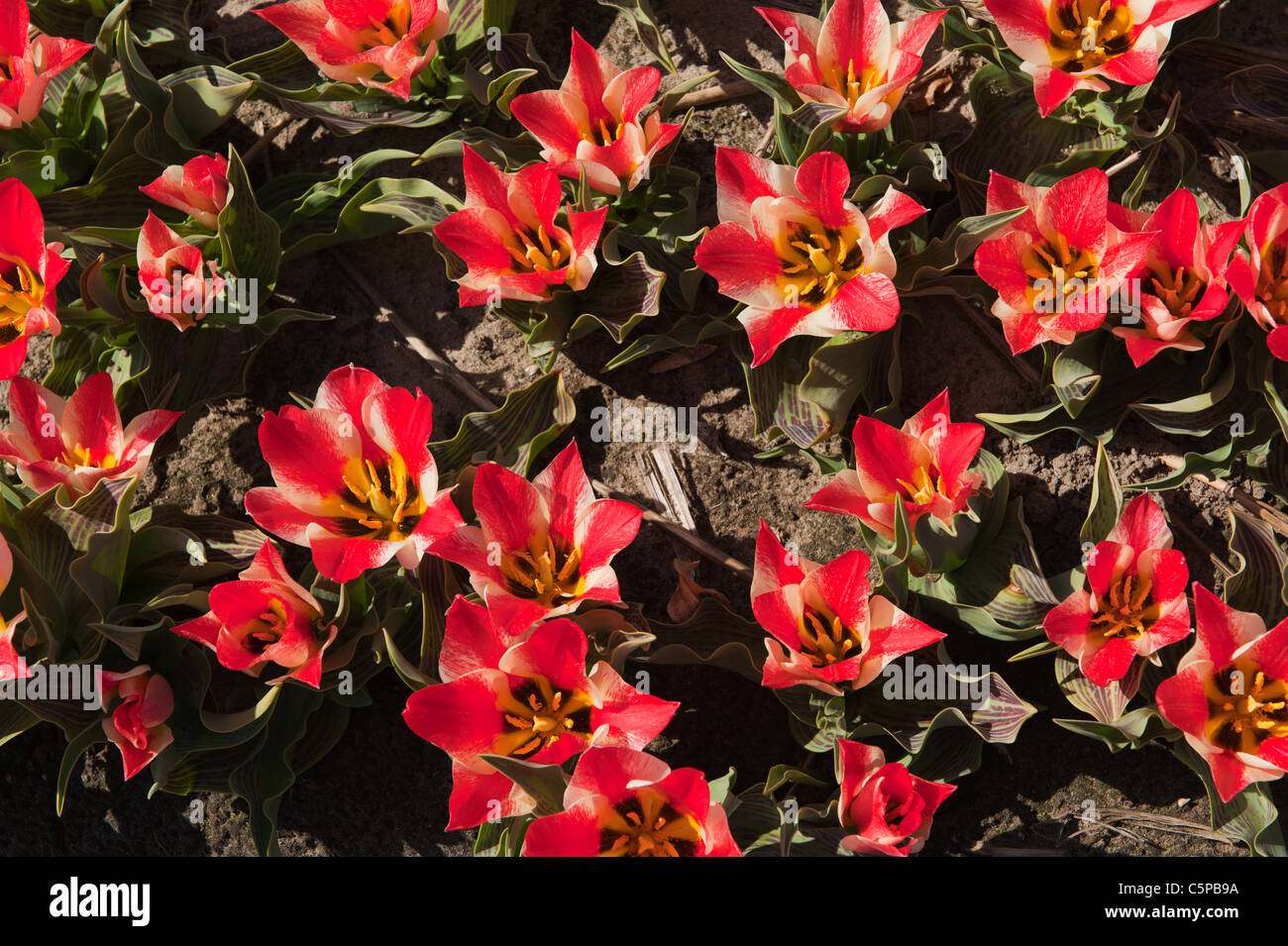 little red tulips in the Dutch flower fields Stock Photo - Alamy