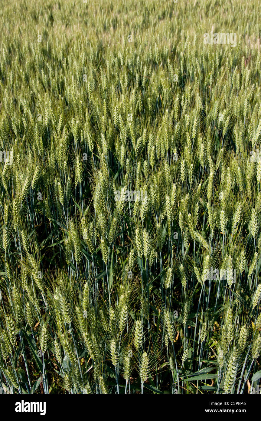 Wheat plantation. Catalonia. Spain Stock Photo - Alamy