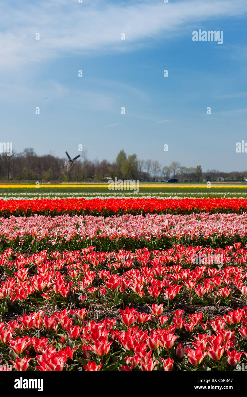 Typical Dutch landscape with tulips and a windmill Stock Photo - Alamy