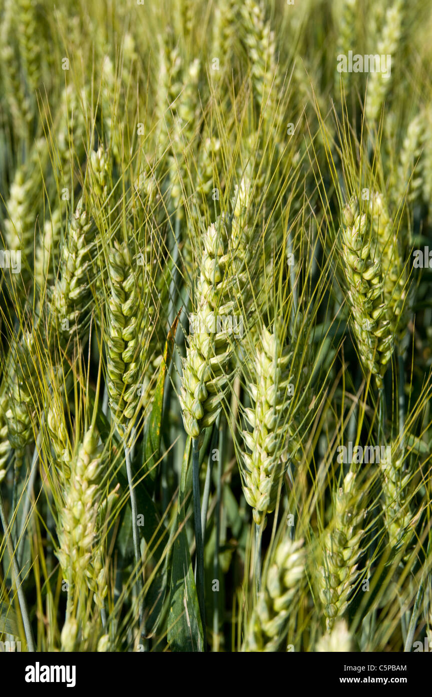 Wheat plantation. Catalonia. Spain Stock Photo - Alamy