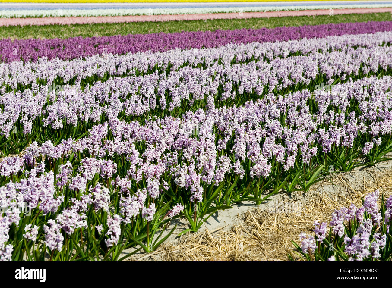 many colorful Hyacinths in typical Dutch landscape Stock Photo - Alamy