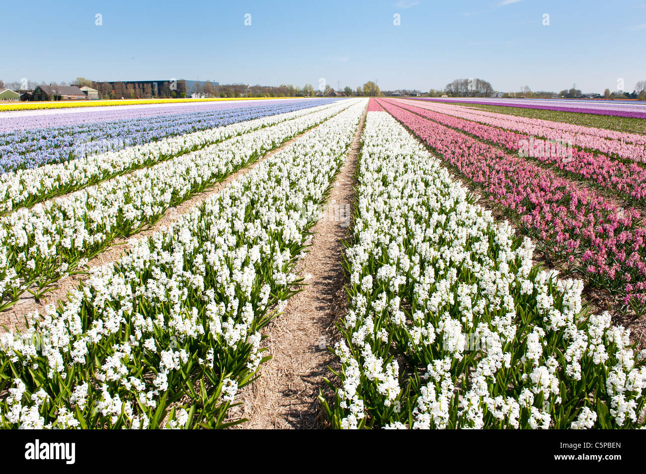 Bulbs fields hi-res stock photography and images - Alamy