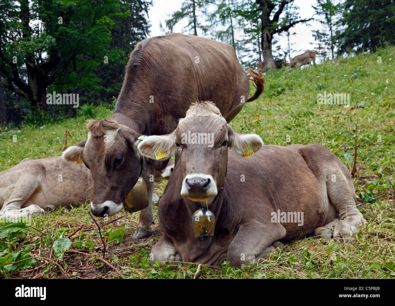 Cow chewing cud hi-res stock photography and images - Alamy