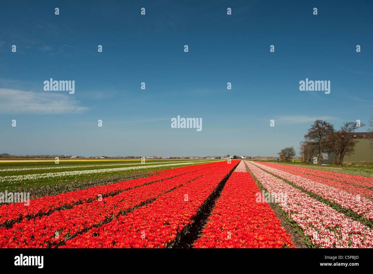 Dutch flower fields with colorful tulips in landscape Stock Photo - Alamy