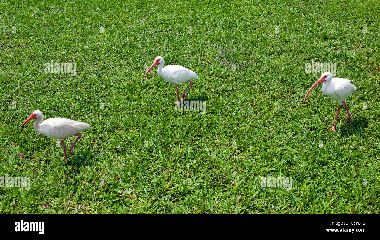 EUDOCIMUS ALBUS OR WHITE IBIS IS COMMON IN FLORIDA UP TO THE PANHANDLE ...