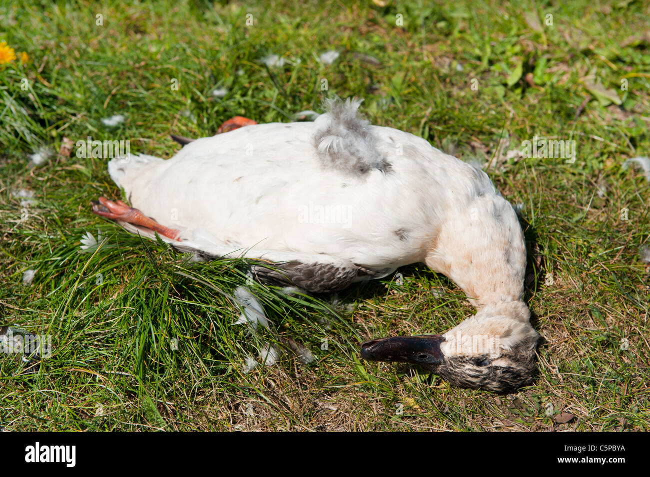 Dead duck hi-res stock photography and images - Alamy