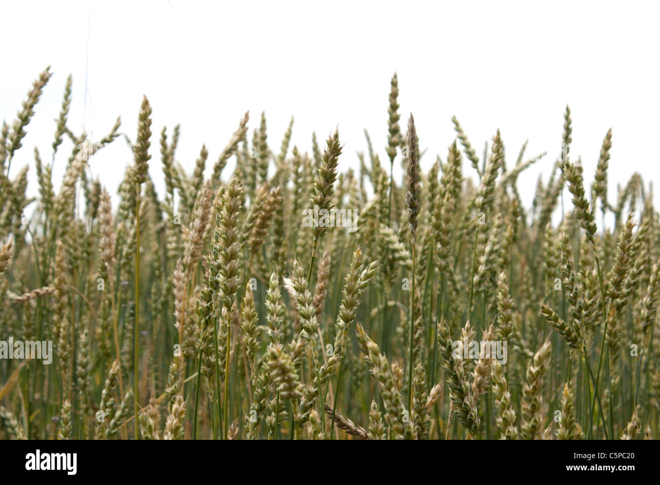 Green field of growing wheat on farm Stock Photo - Alamy