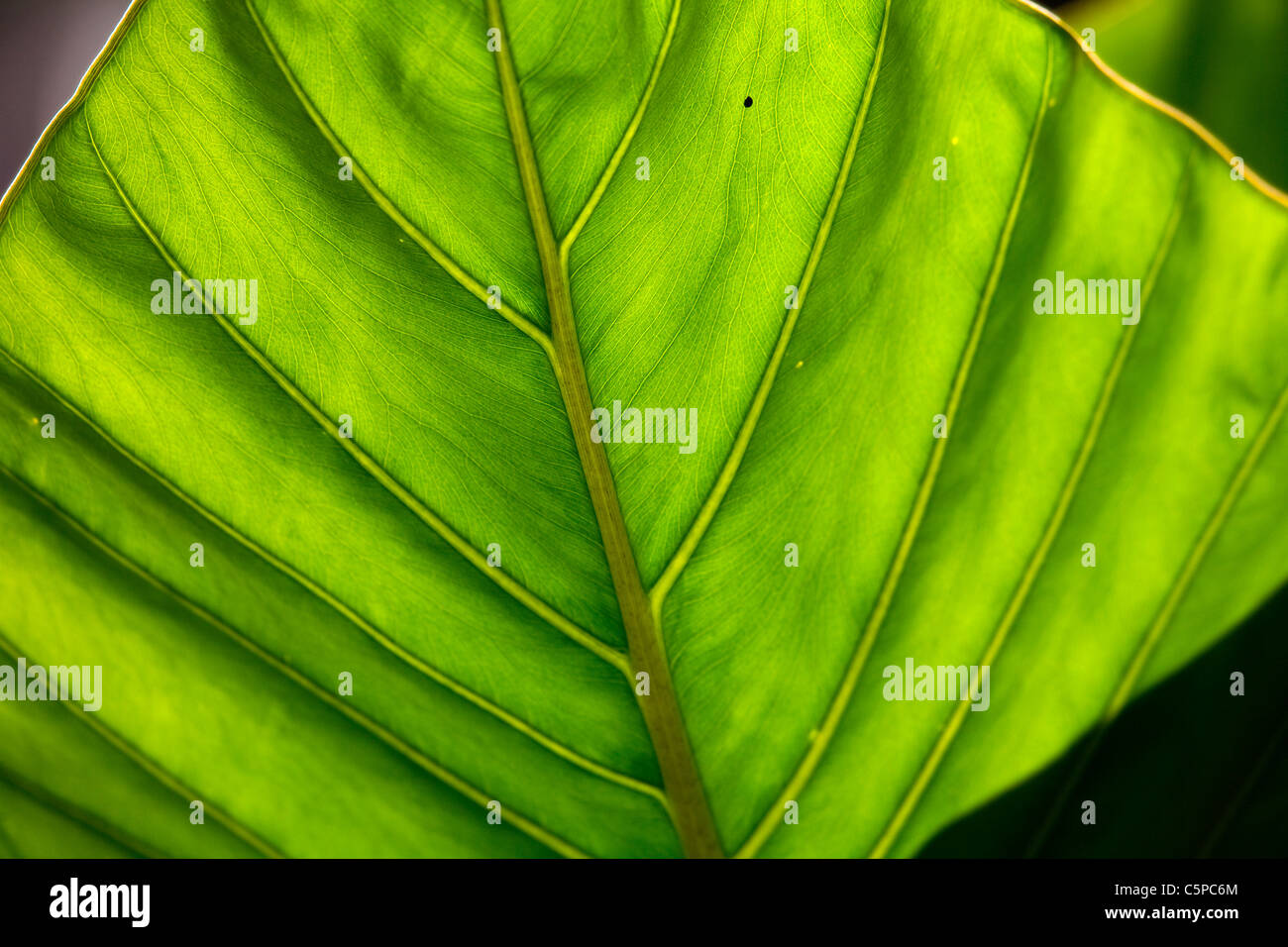 tropical leaf from a plant Stock Photo - Alamy