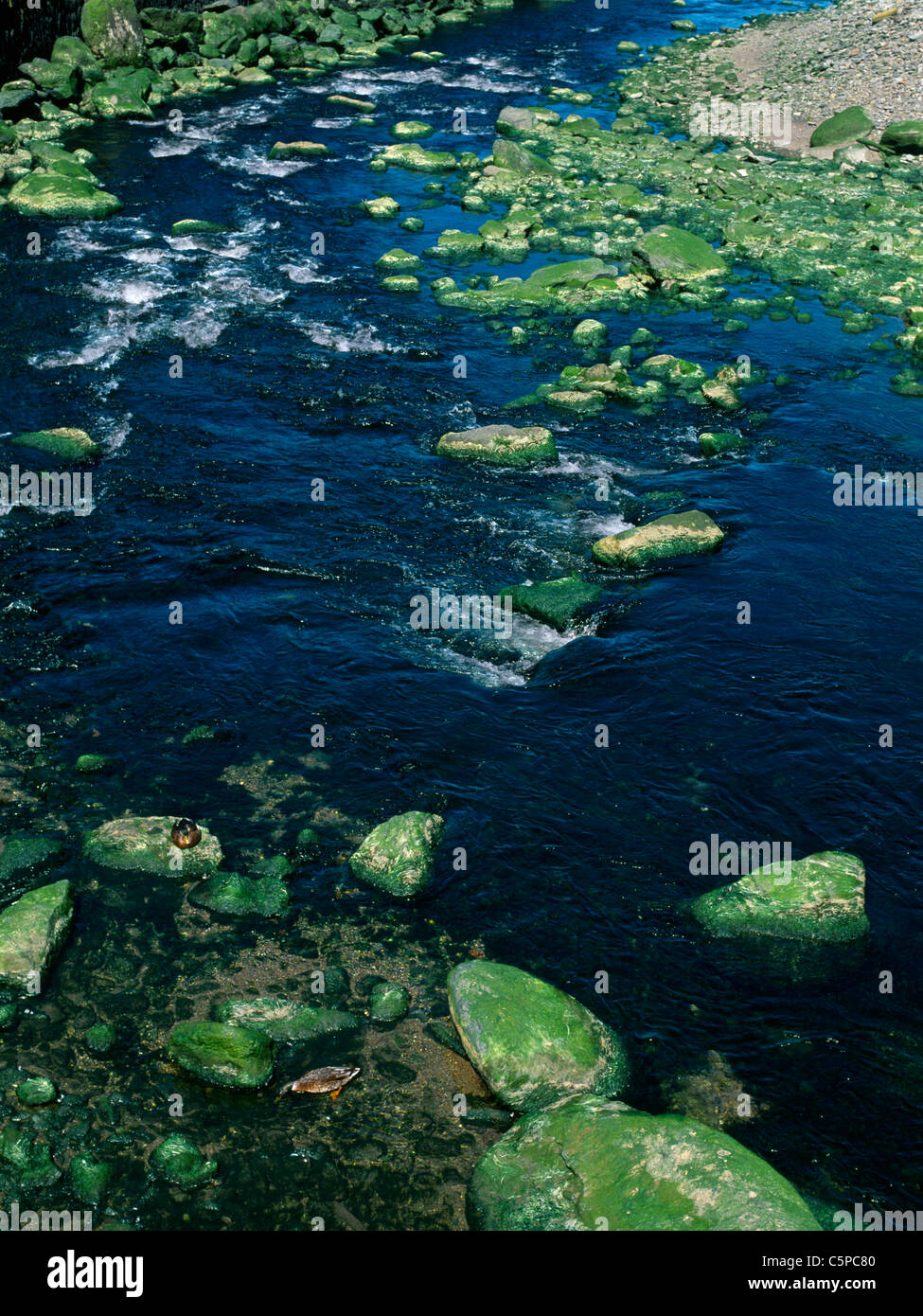 River Lyn lynmouth Devon Small Rapids Allgy Covered Rocks Stock Photo ...
