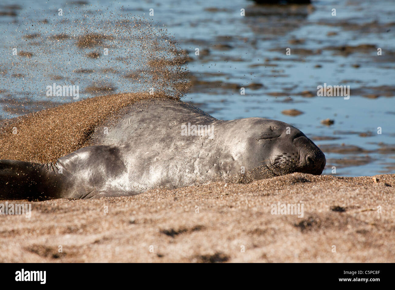 Seal in the sand at Peninsula Valdes Stock Photo - Alamy