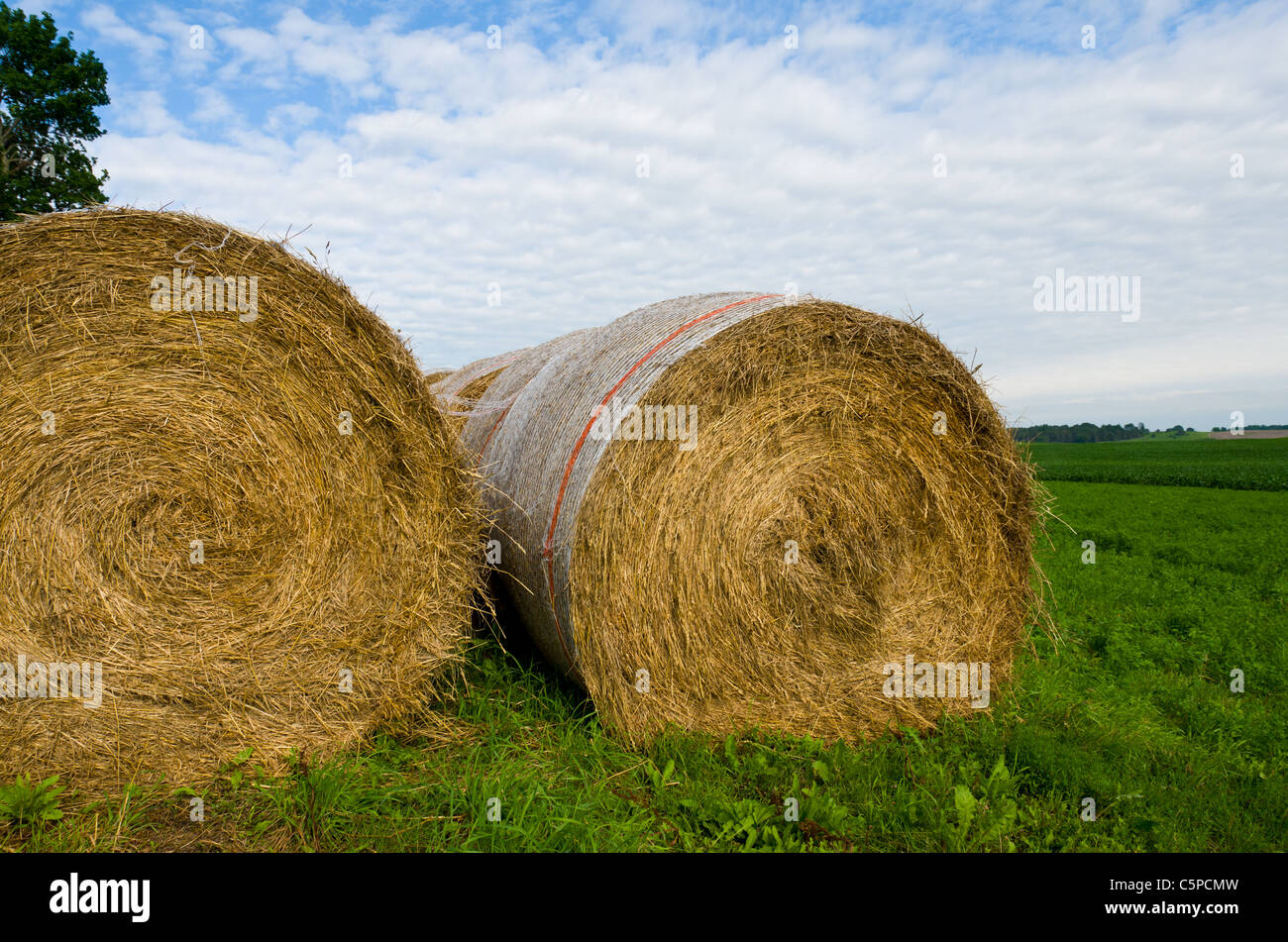 Multiple Bails of Hay on the Countryside Stock Photo - Alamy