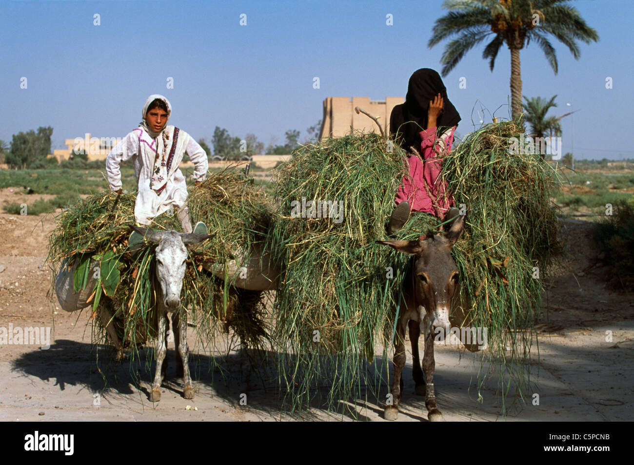 Iraq Ctesphone (al Mada'in) Local Girls On Donkeys Stock Photo - Alamy