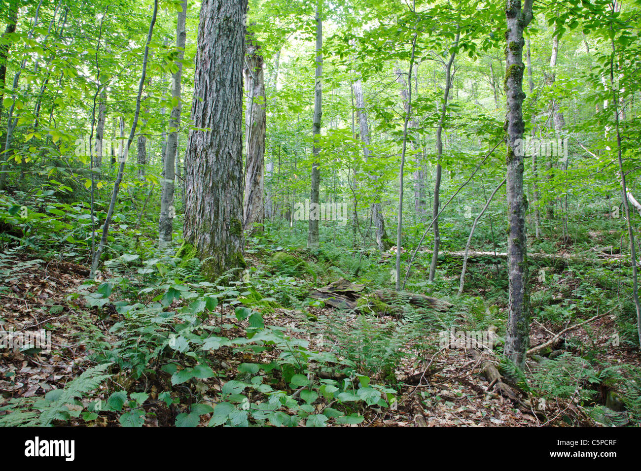 Semi deciduous forest hi-res stock photography and images - Alamy