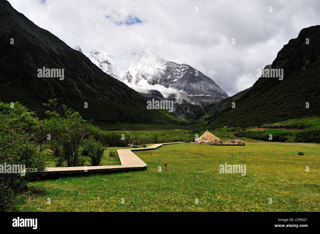 Wild flowers at Luorong Pasture. Daocheng Yading Nature Reserve ...