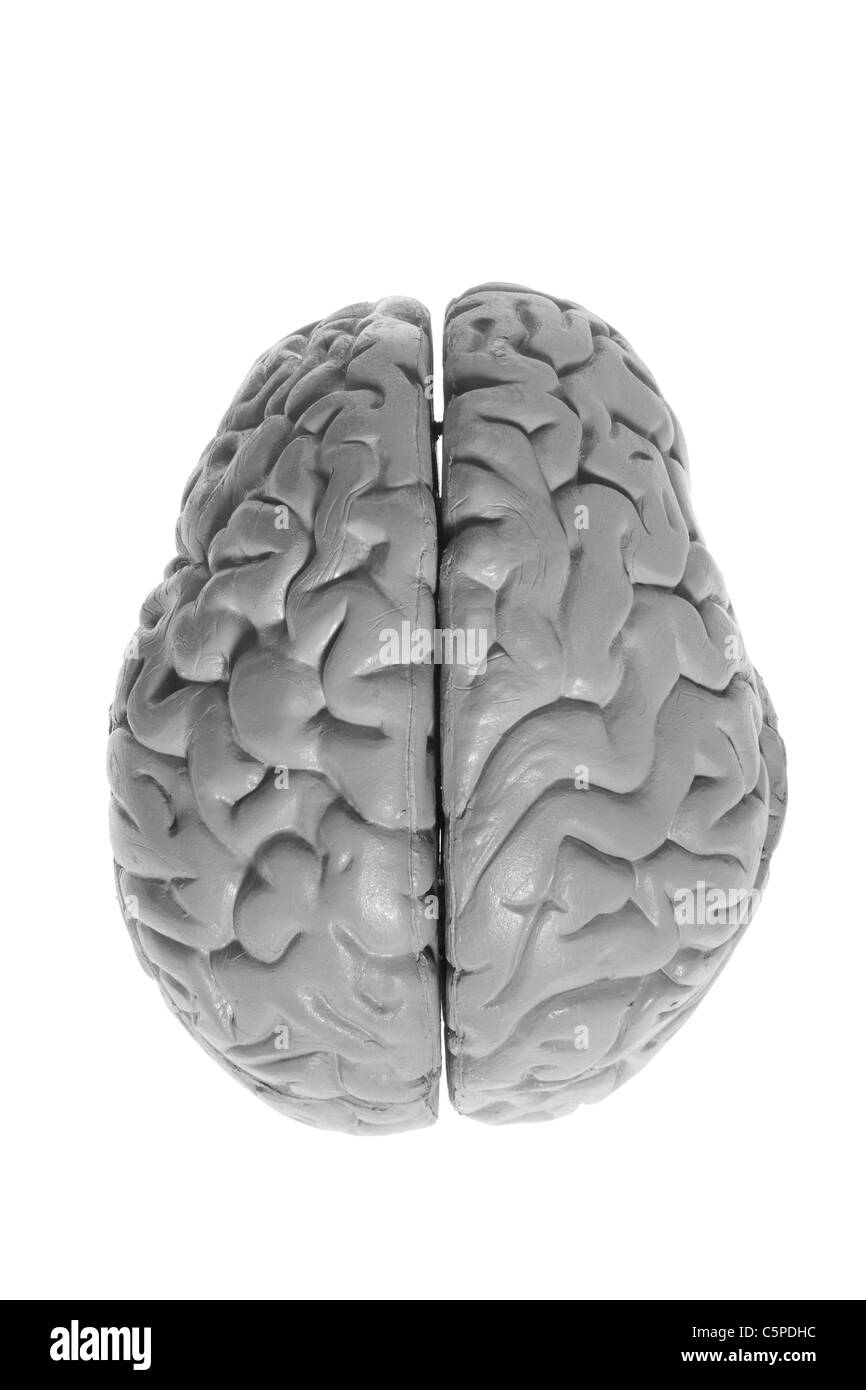 Human brain cut out hi-res stock photography and images - Alamy