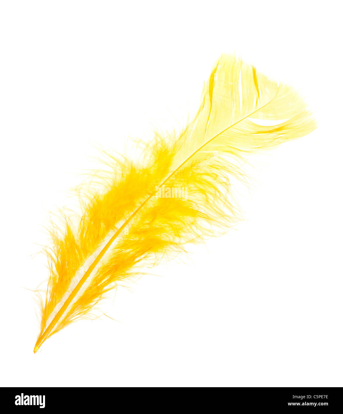 yellow feather, photo on the white background Stock Photo - Alamy