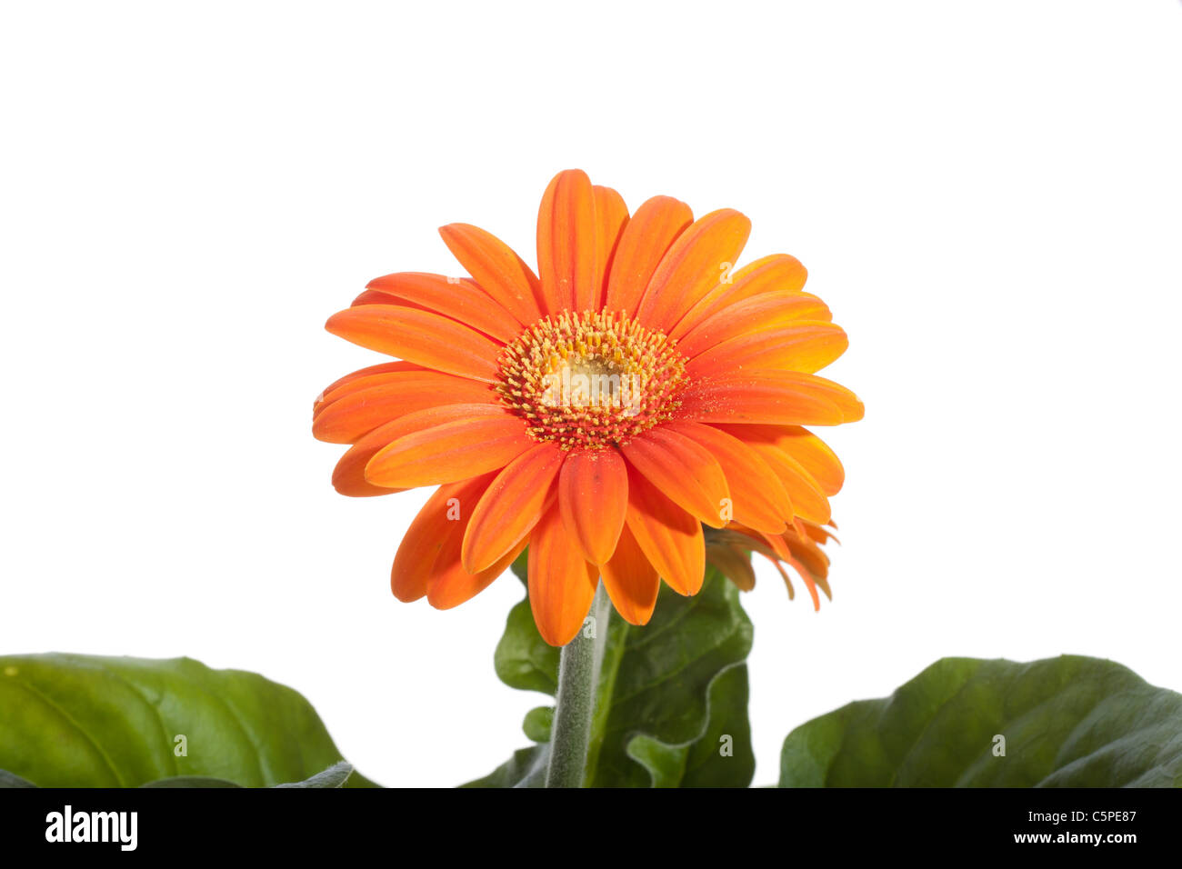 orange gerbera, isolated on the white background Stock Photo - Alamy