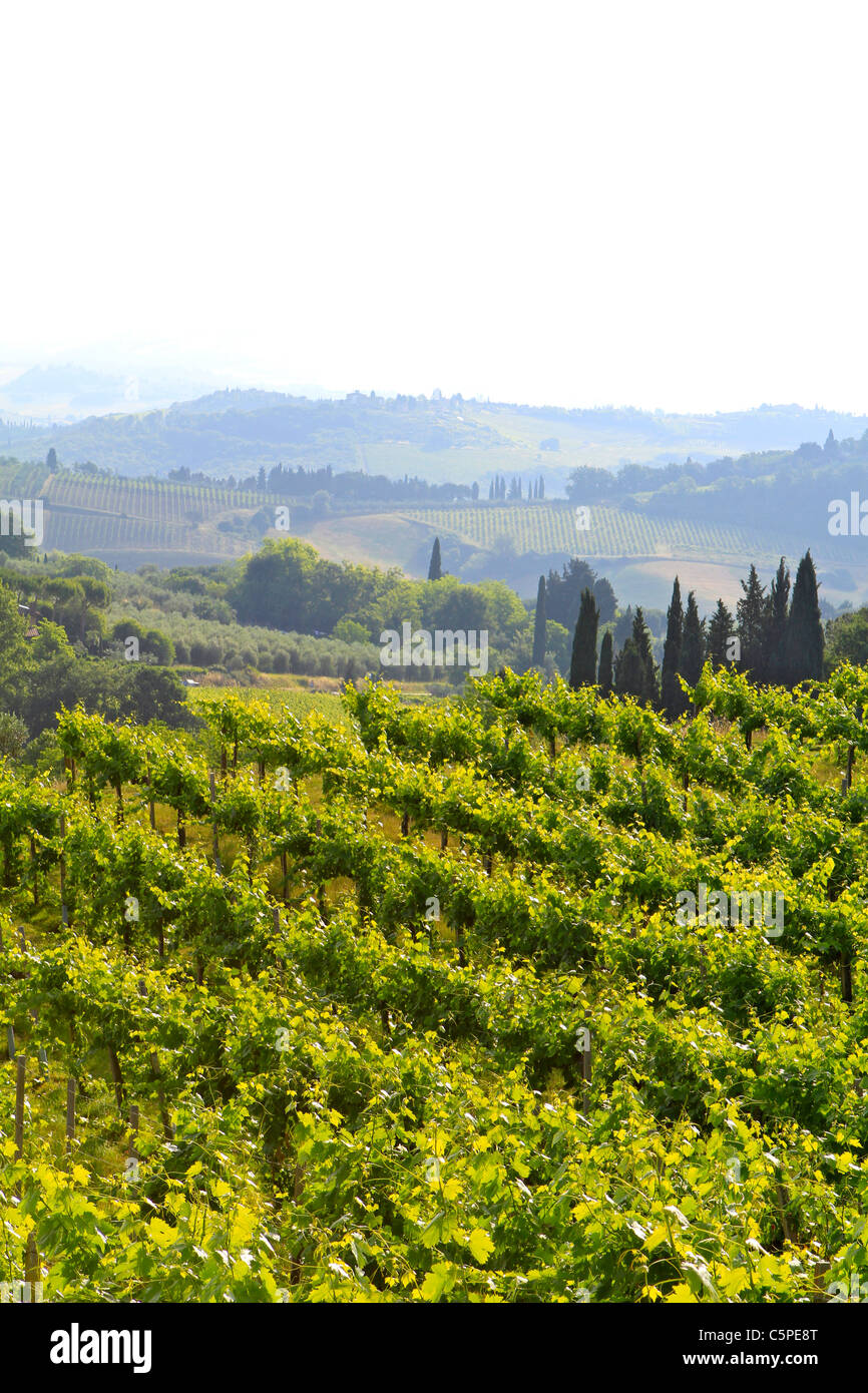 Tuscany vineyard landscape hi-res stock photography and images - Alamy
