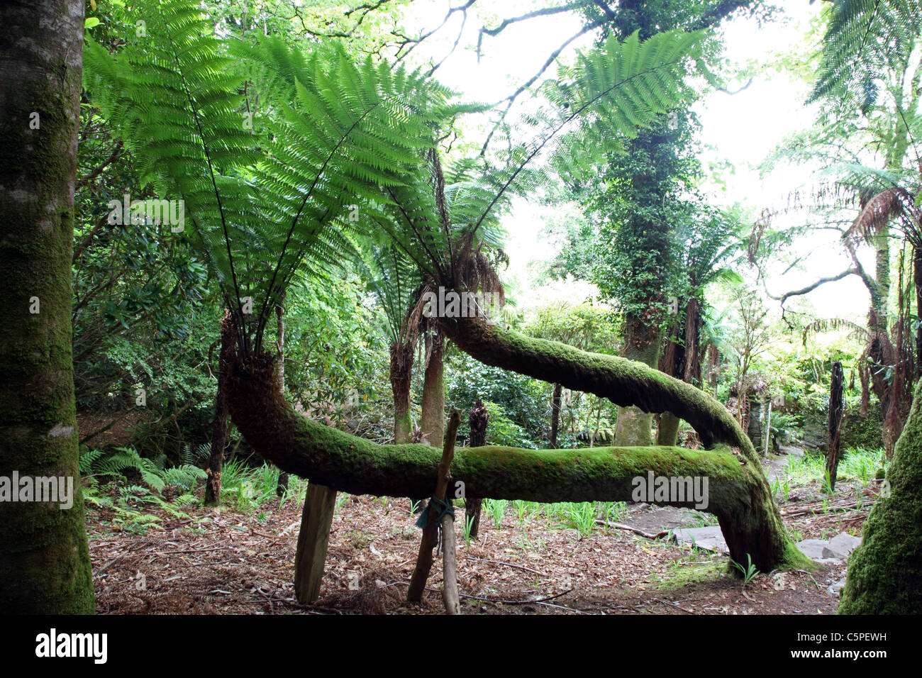 Kells Bay Gardens walled garden 19th century Dicksonia antarxtica, Co ...