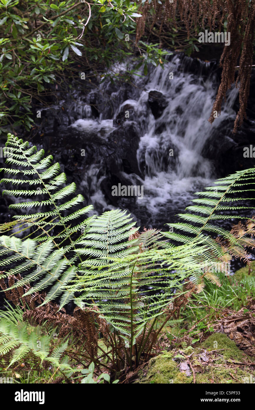 Kells bay gardens hi-res stock photography and images - Alamy