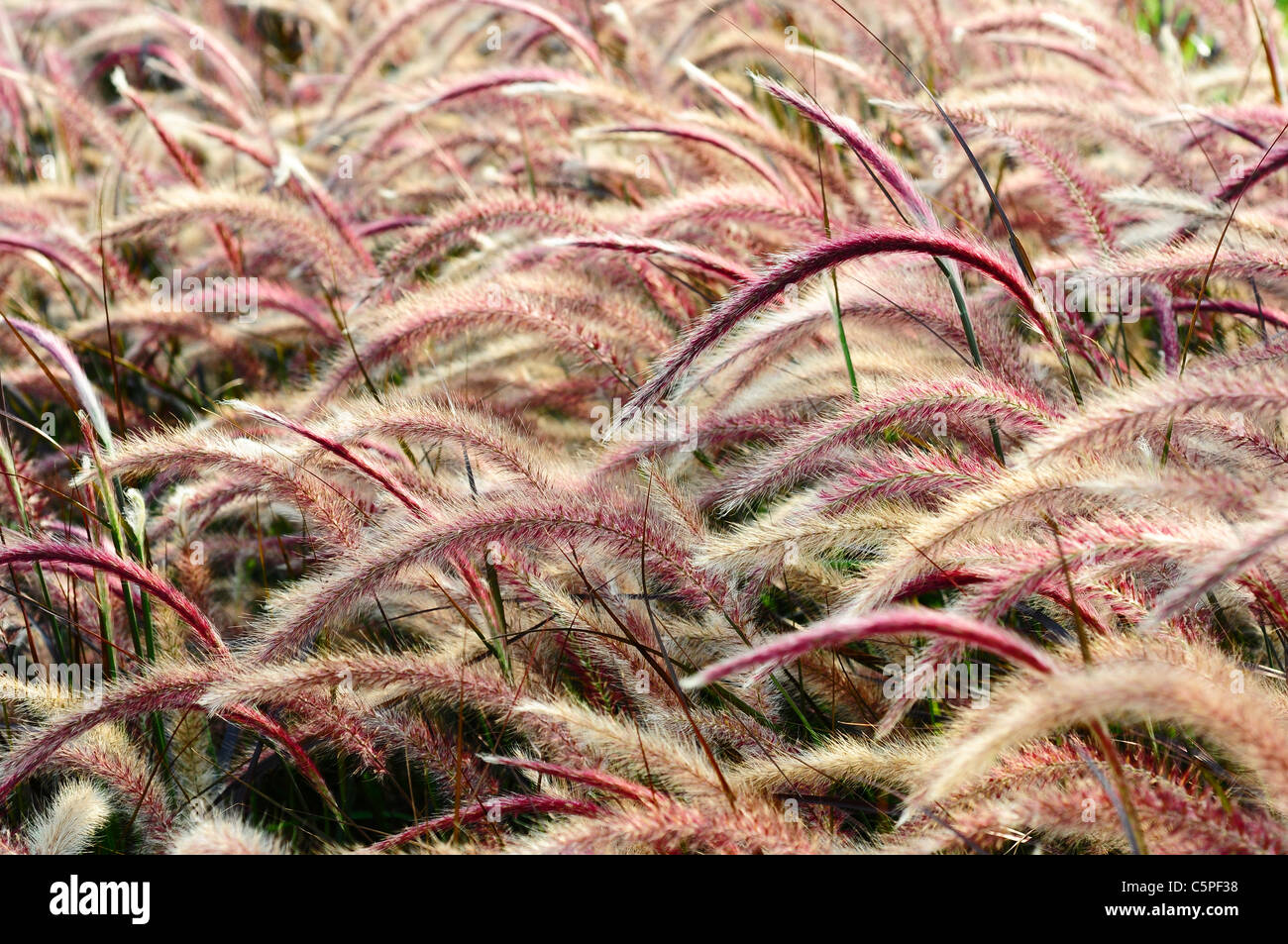 Bristle grass hi-res stock photography and images - Alamy