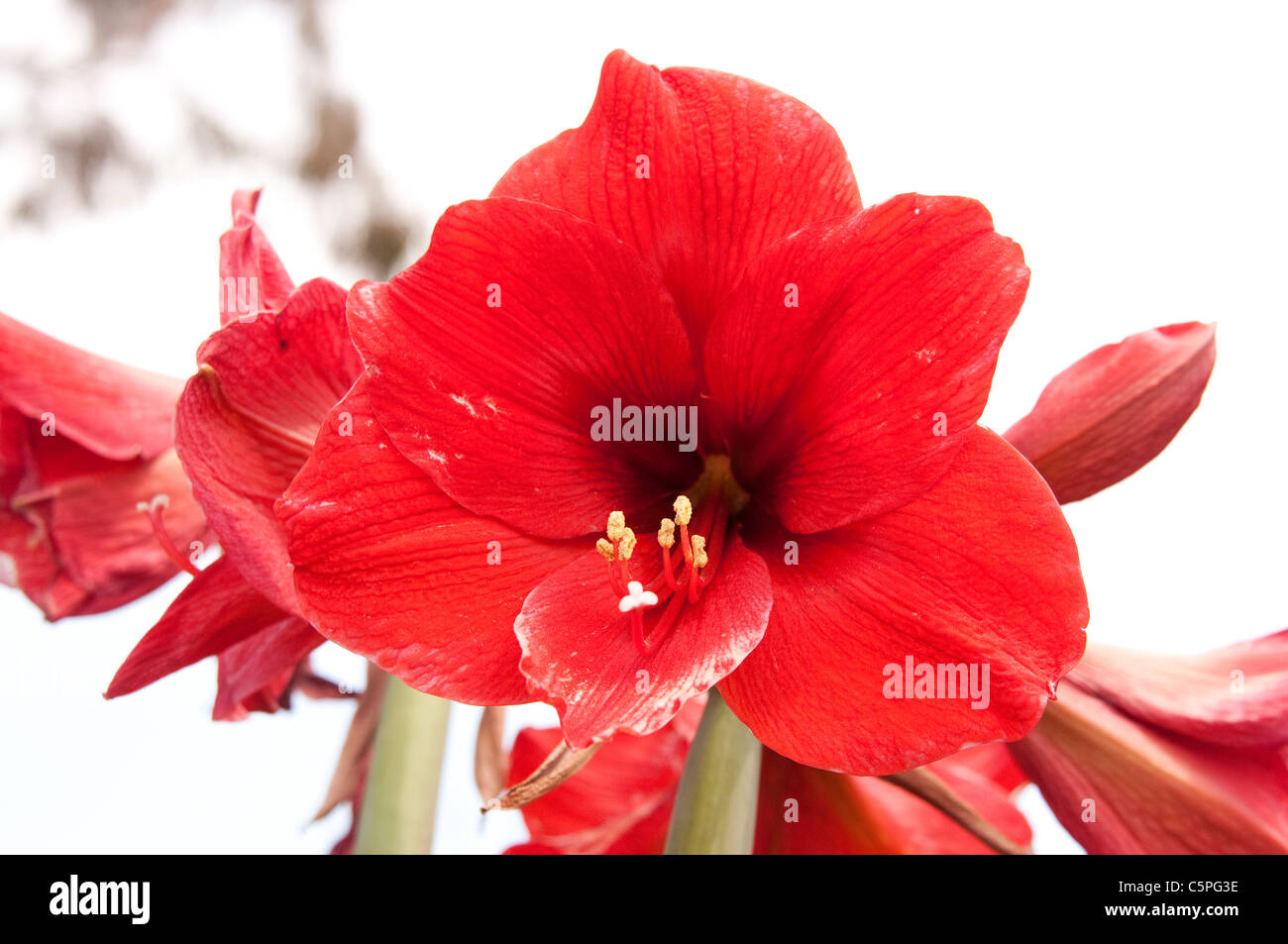 Hibiscus flower, red, Bozburun, Turkey Stock Photo - Alamy