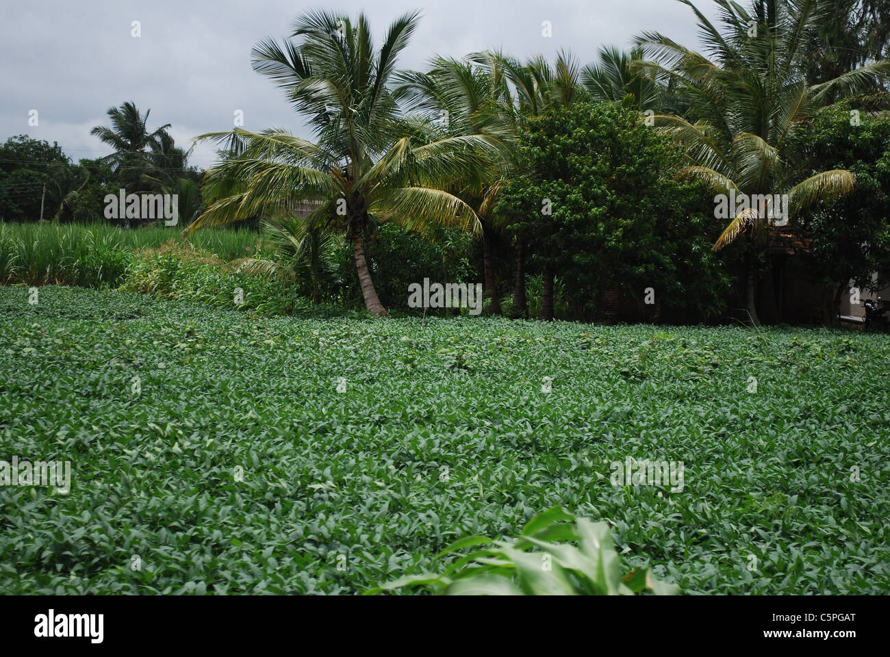 Coconut tree farm hi-res stock photography and images - Alamy