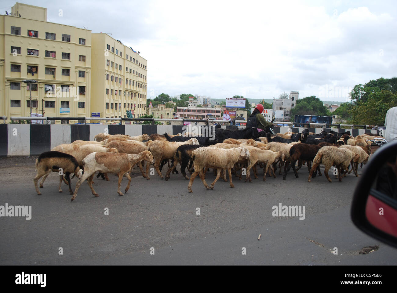 Sheep helmet hi-res stock photography and images - Alamy