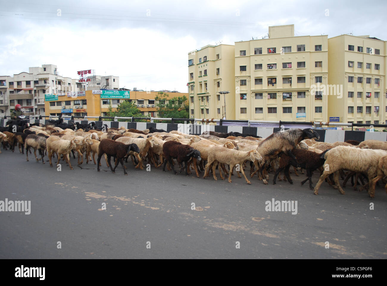 Sheep helmet hi-res stock photography and images - Alamy
