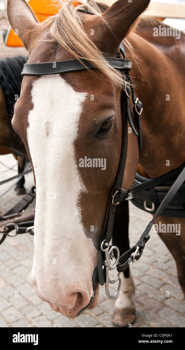 horse-drawn face in a stroller Stock Photo - Alamy