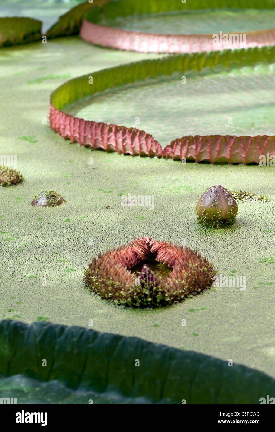 floating on the water lily, tropical garden Stock Photo - Alamy