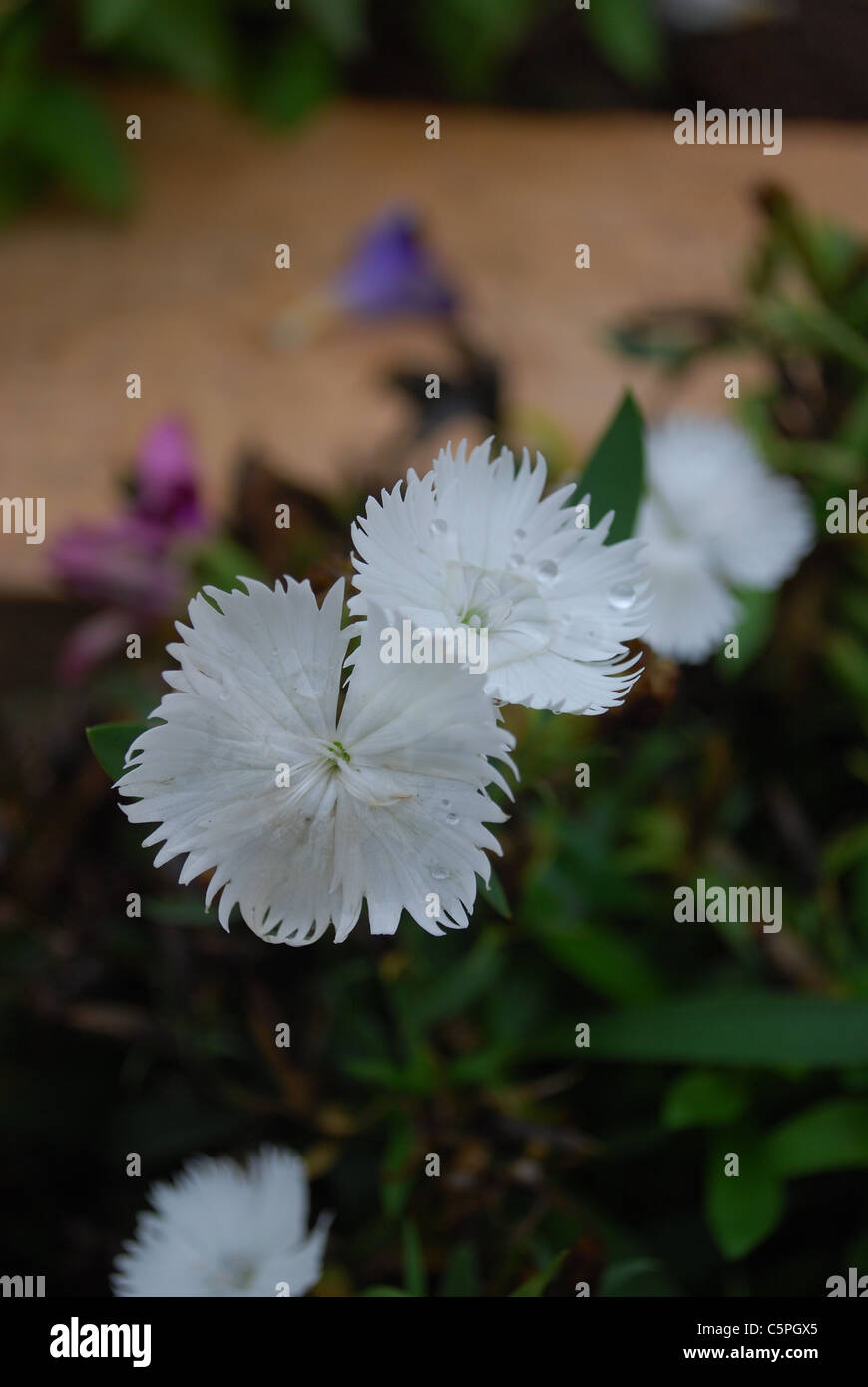 Petal frame hi-res stock photography and images - Alamy