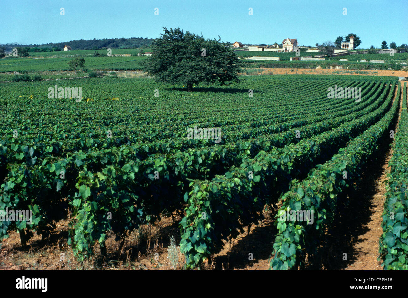 Aloxe-Corton Near Mersault France Grande Bourgogne Vineyards Chateau de ...