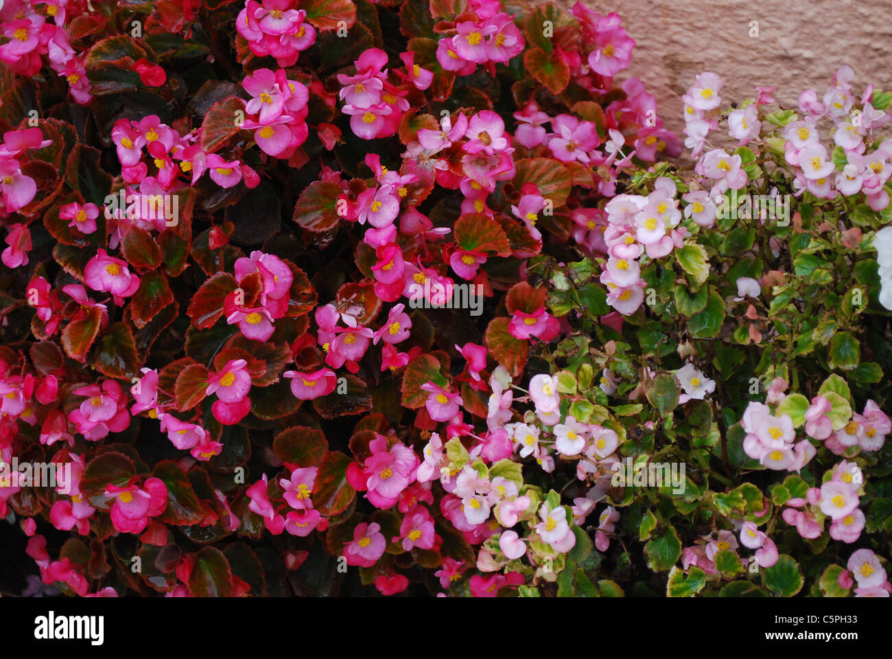 Petal frame hi-res stock photography and images - Alamy