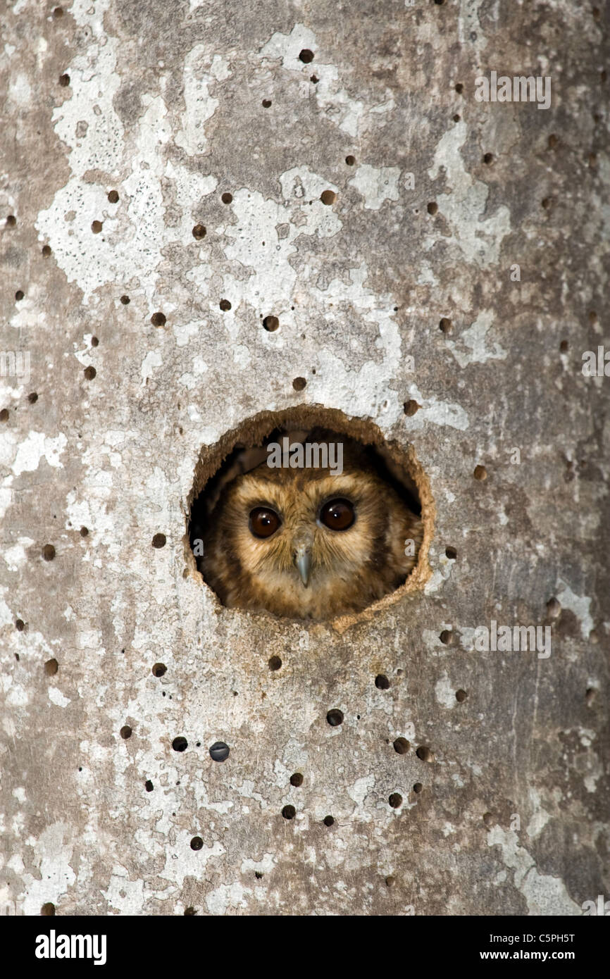 Lawrencii hi-res stock photography and images - Alamy