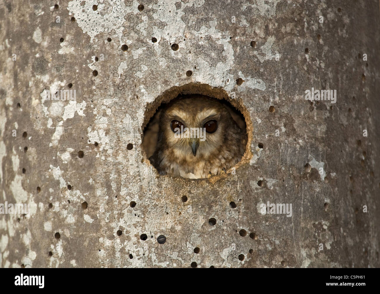 Lawrencii hi-res stock photography and images - Alamy