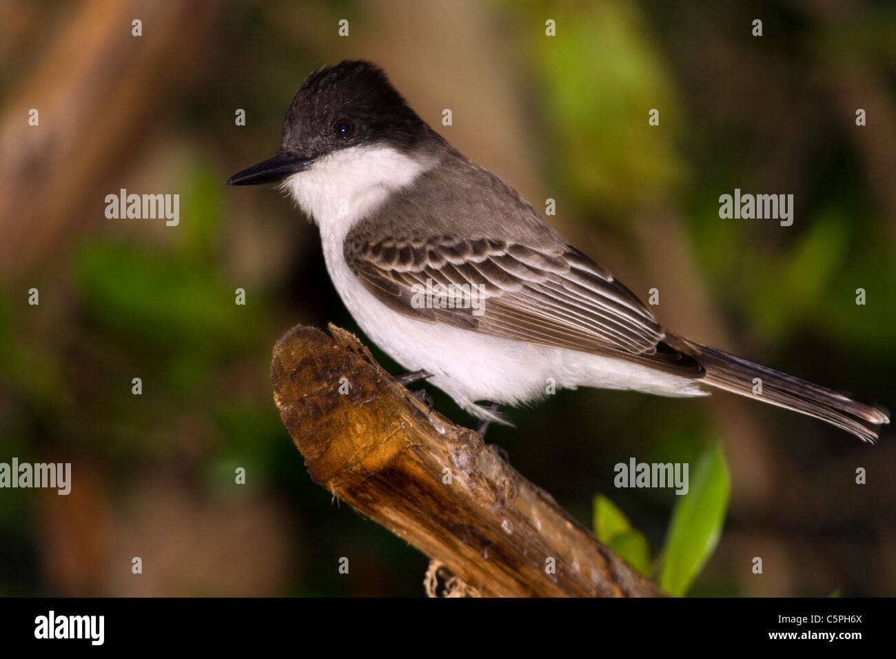 Loggerhead Kingbird , Tyrannus caudifasciatus, Cuba Stock Photo - Alamy