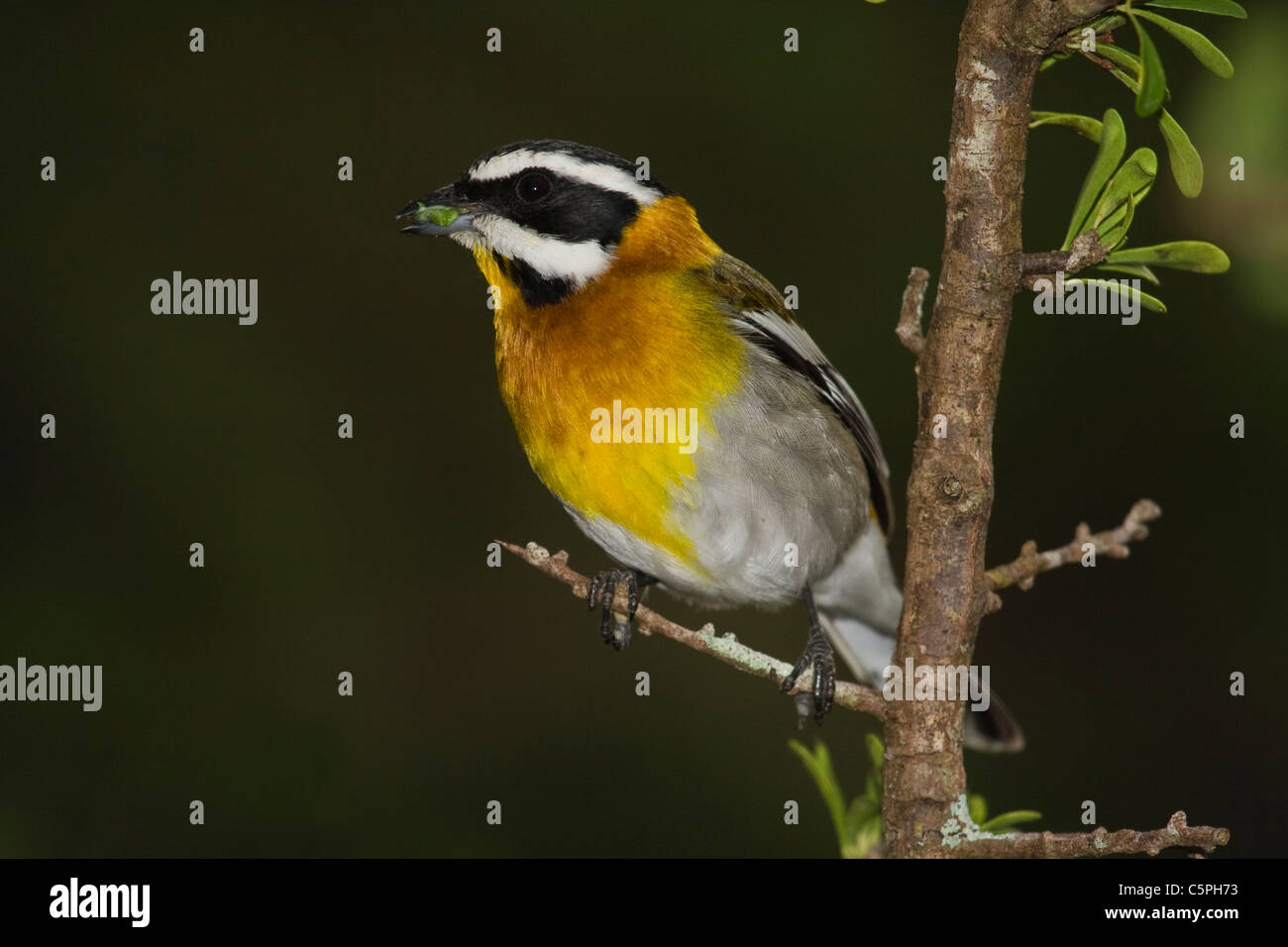 Western Spindalis, Spindalis zena, Cuba Stock Photo - Alamy