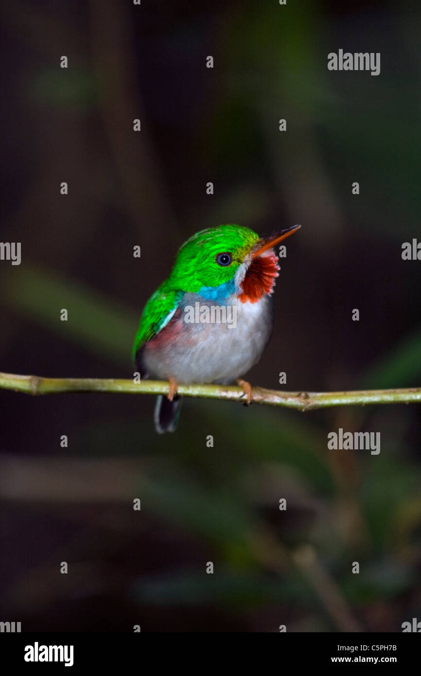 Cuban Tody, Todus multicolor, Cuba Stock Photo - Alamy