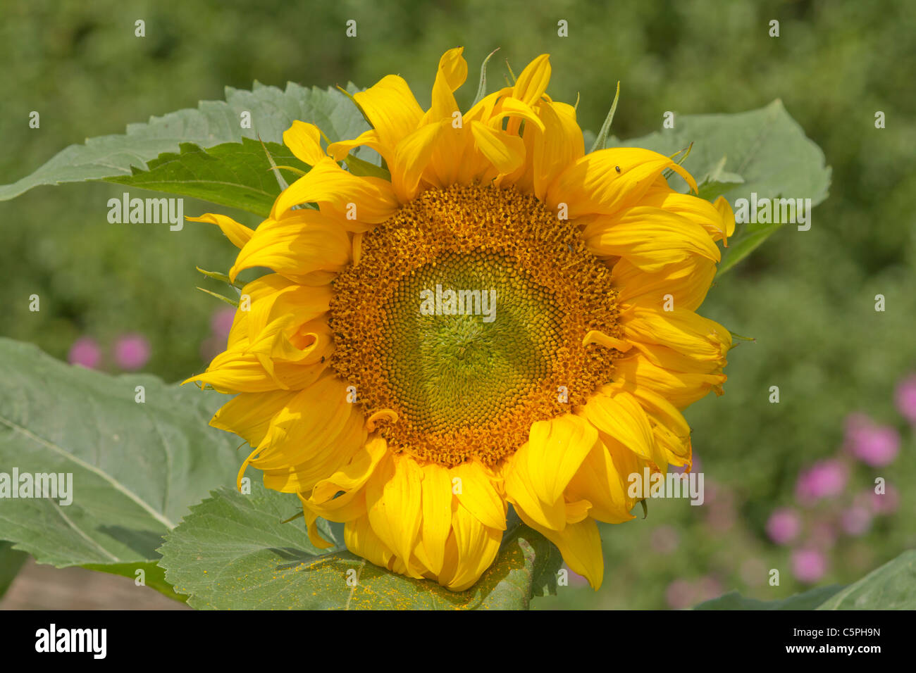 Sunflower a big beautiful yellow flower closeup Stock Photo - Alamy