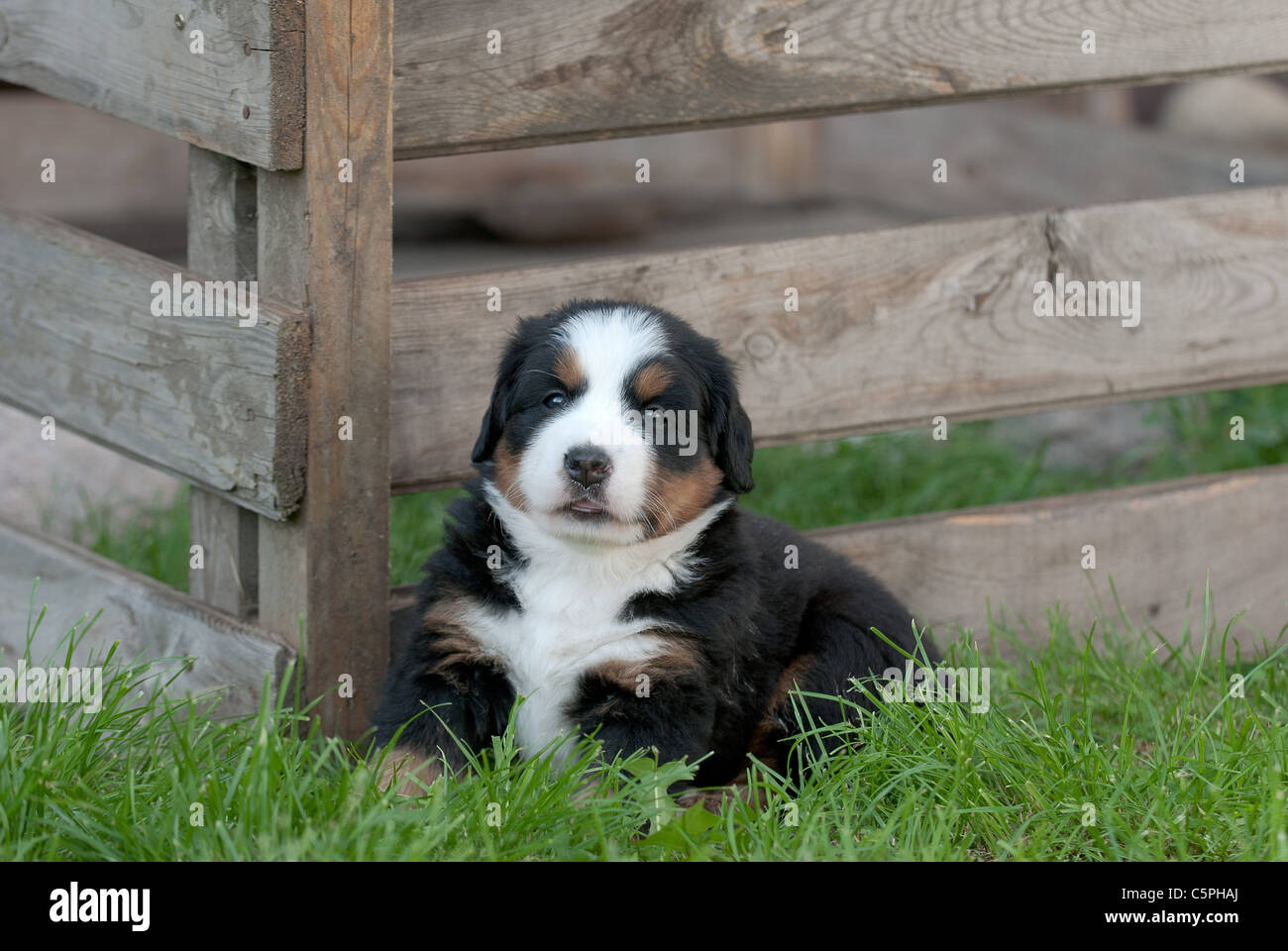 Bernese Mountain Dog puppy portrait in garden Stock Photo - Alamy