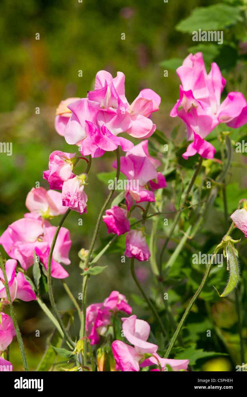 Sweet pea (Lathyrus Odoratus) climbing plant with a beautiful fragrance ...