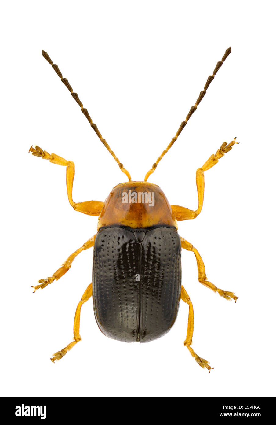 Male of Cryptocephalus pusillus isolated on white background Stock ...