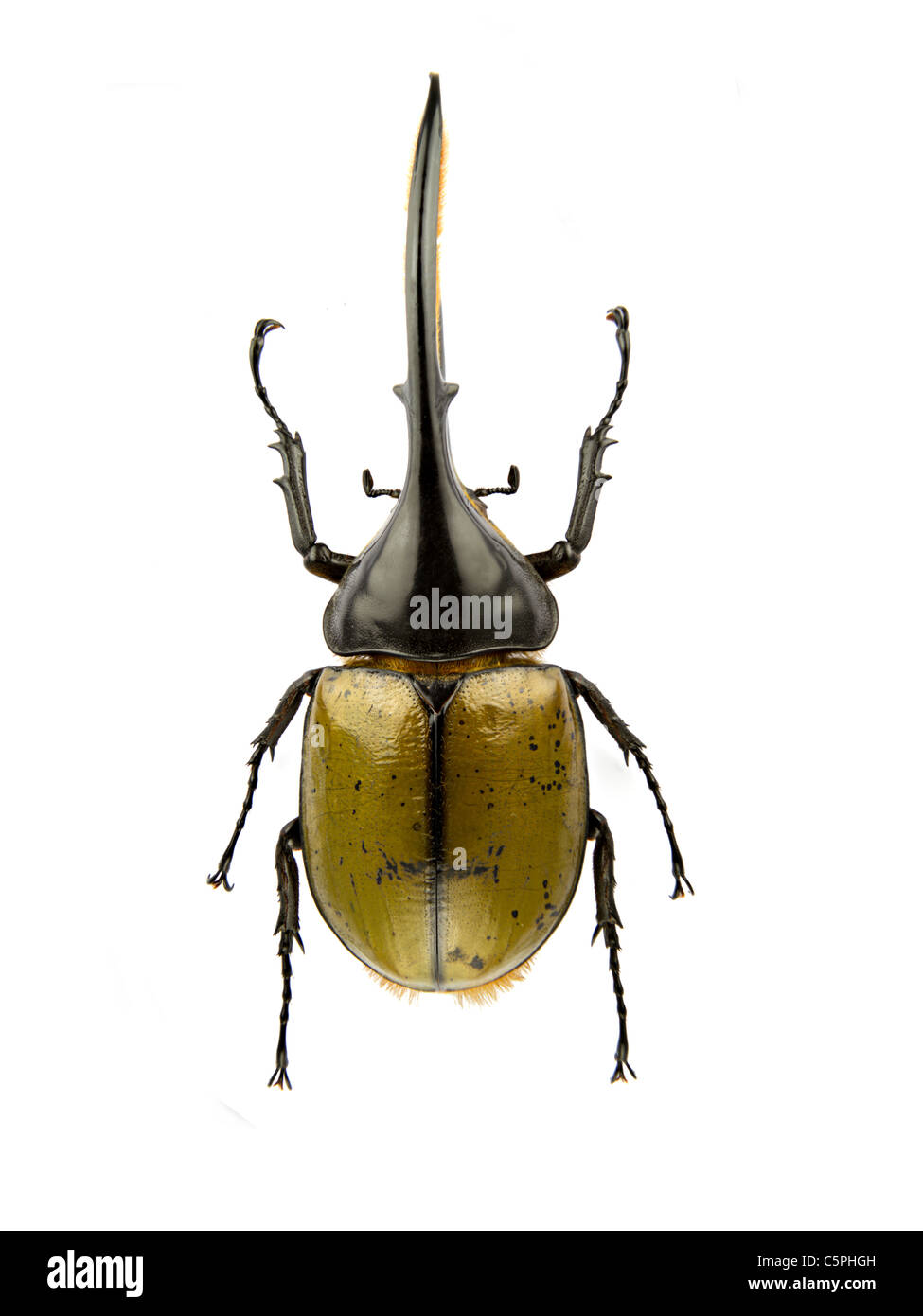 Hercules Beetle Top View