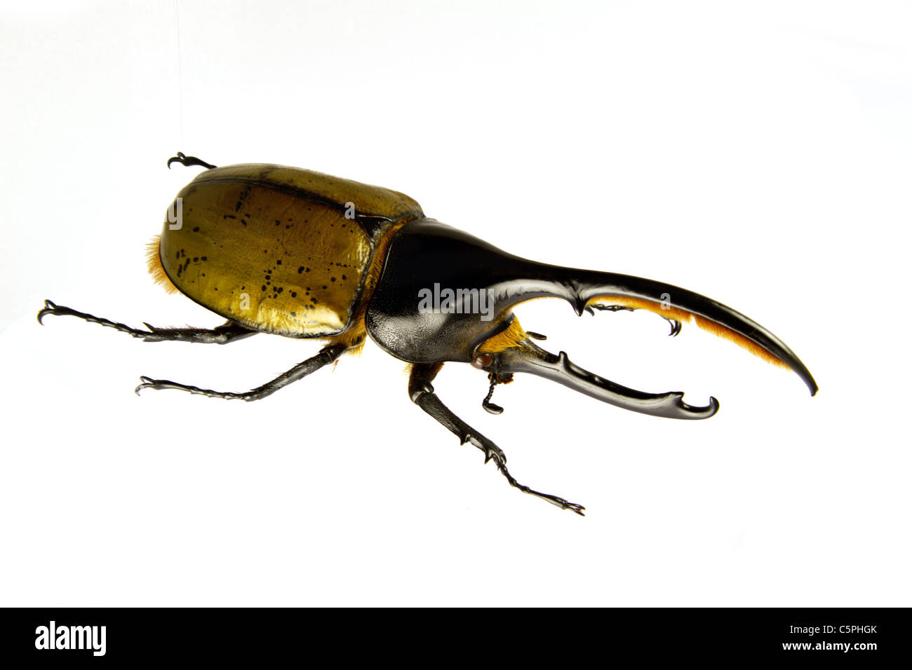 Side view of Dynastes hercules isolated on a white background Stock ...