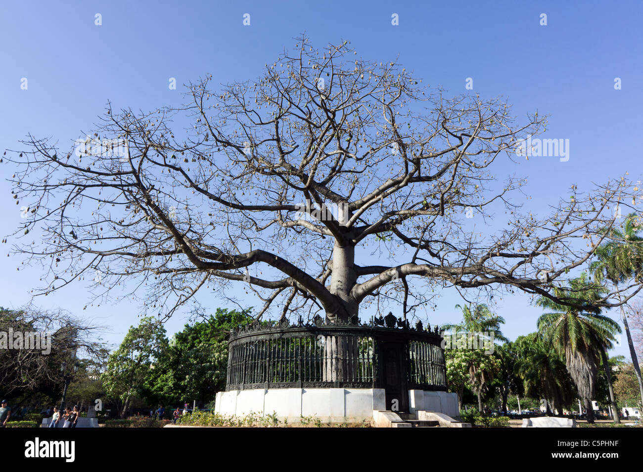 Ceiba tree roots hi-res stock photography and images - Alamy