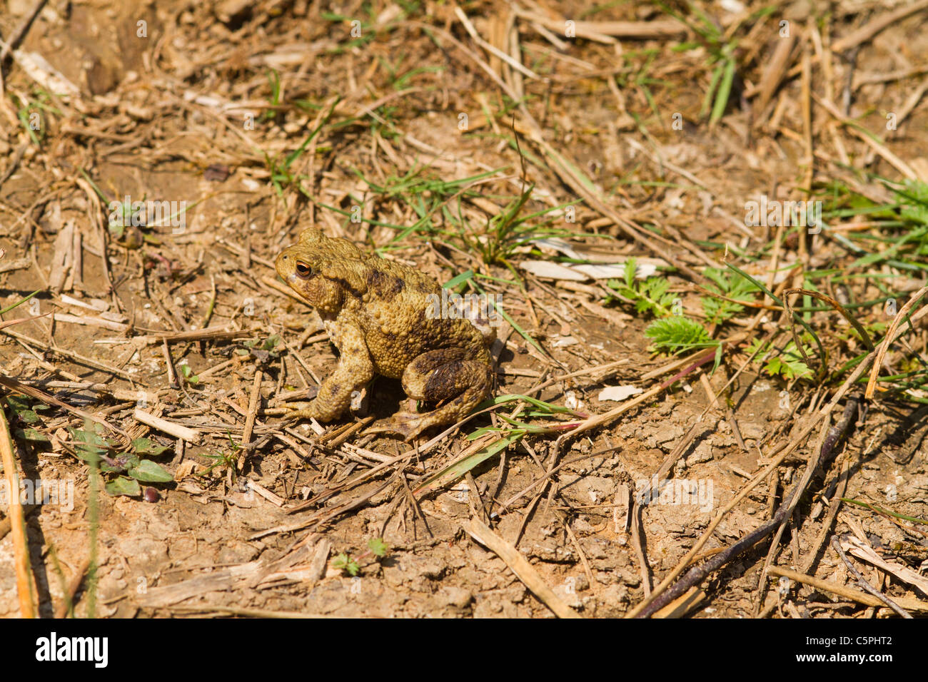 Big cane toad hi-res stock photography and images - Alamy