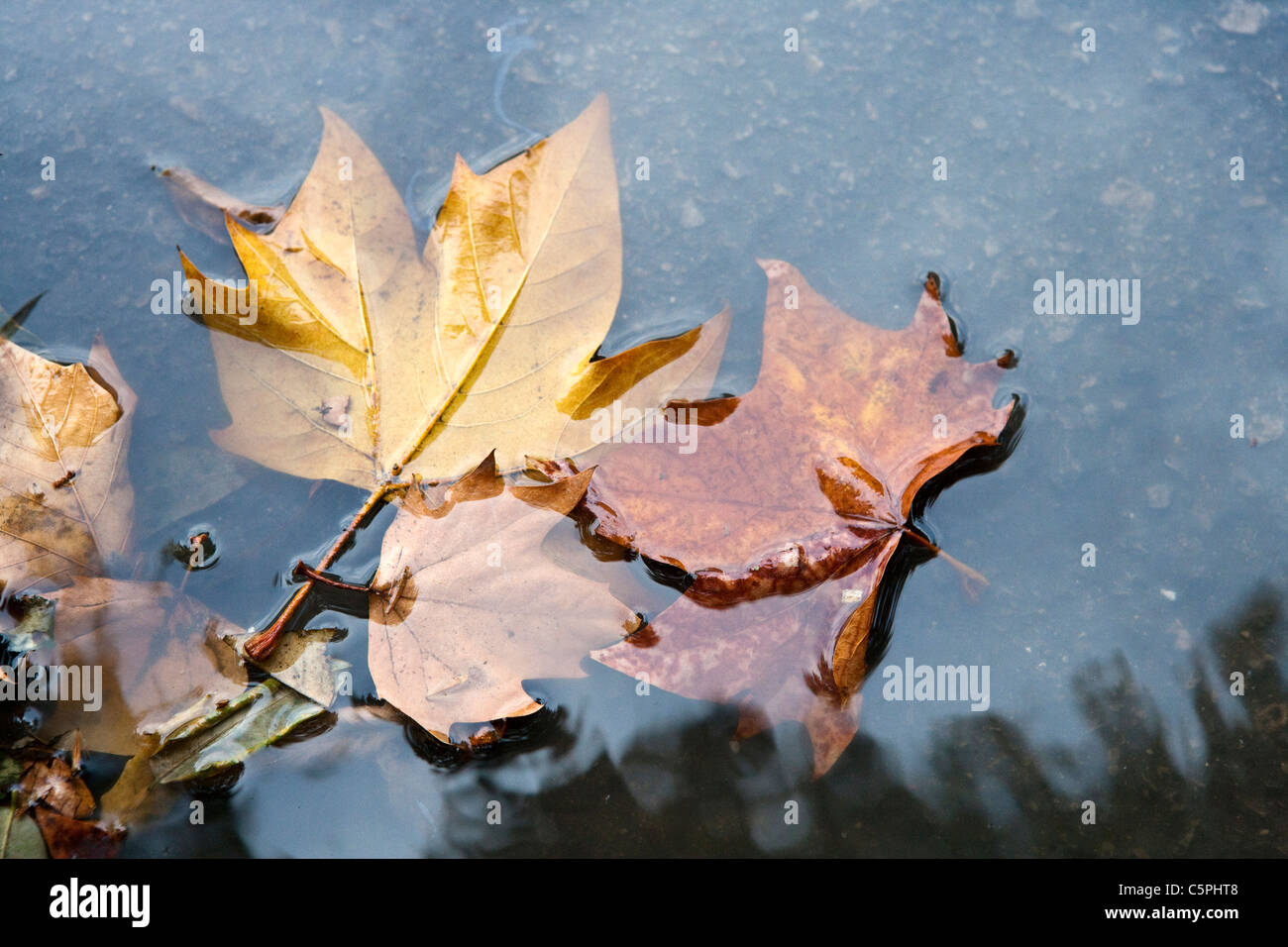 dead dried and fallen leaf on wet ground in countryside Stock Photo - Alamy