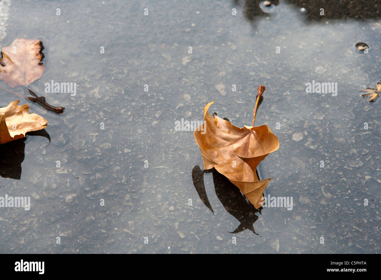 dead dried and fallen leaf on wet ground in countryside Stock Photo - Alamy